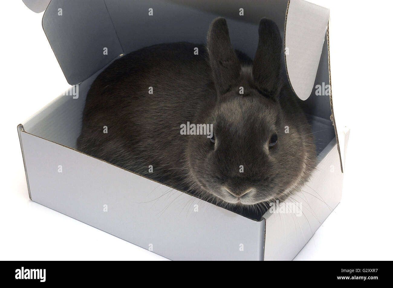 Portrait of a dwarf rabbit in a box that can illustrate the preparation ...