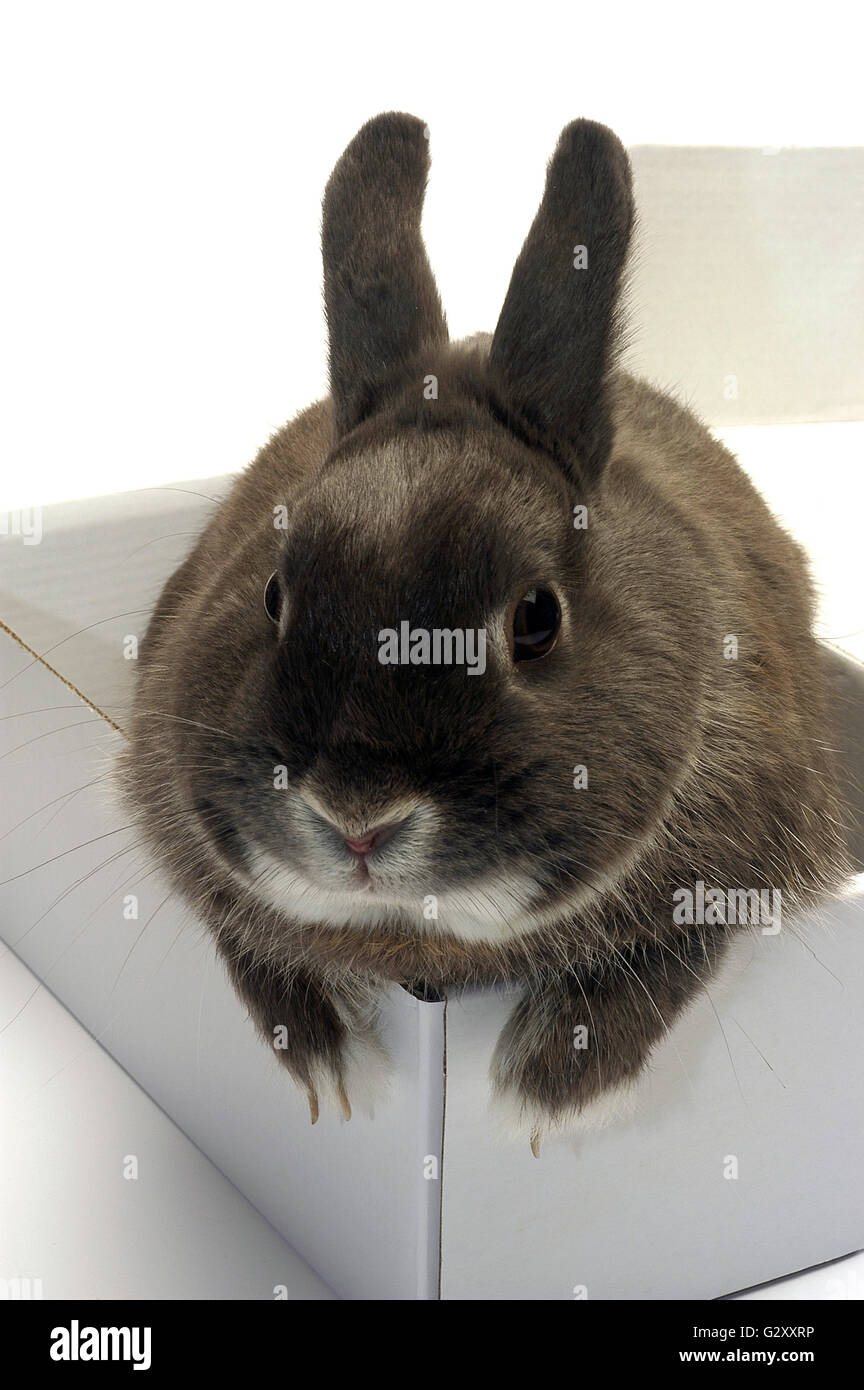 Portrait of a dwarf rabbit in a box that can illustrate the preparation ...