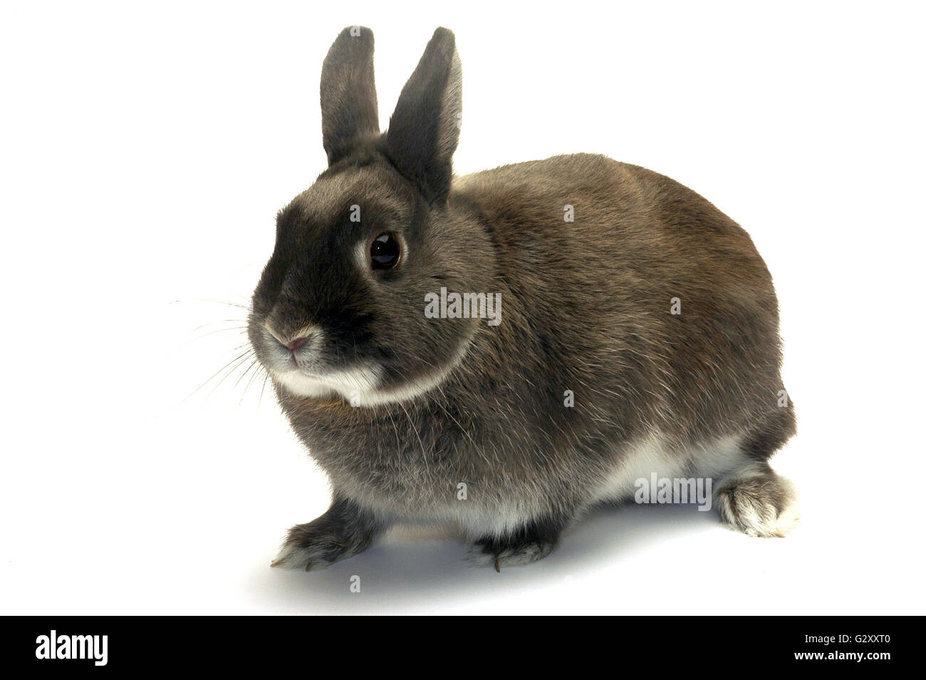 Portrait of a dwarf rabbit photographed in the studio on white ...