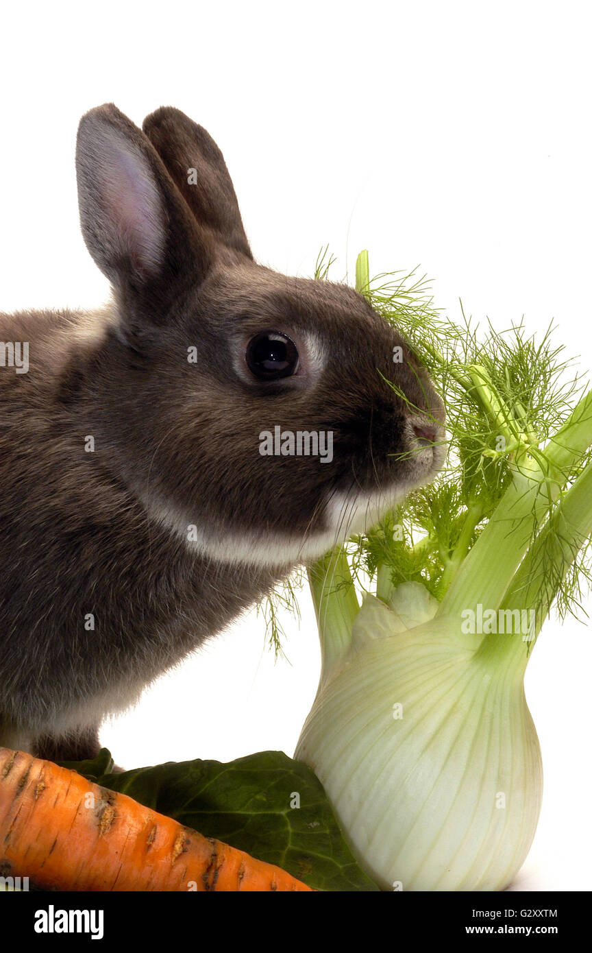 Portrait of a dwarf rabbit with fresh vegetables for good nutrition and ...