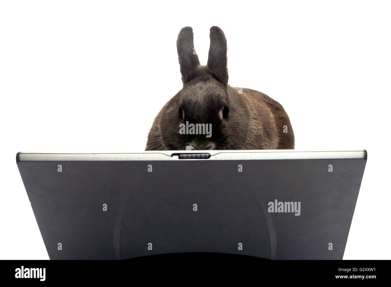 Portrait of a dwarf rabbit computer at a computer with which it works ...