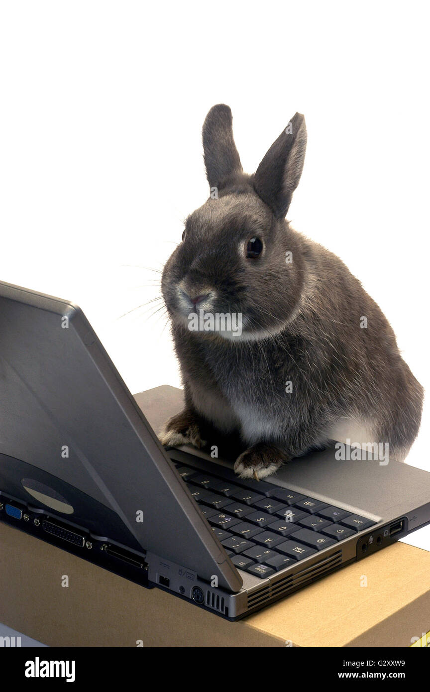 Portrait dwarf rabbit computer computer hi-res stock photography and ...