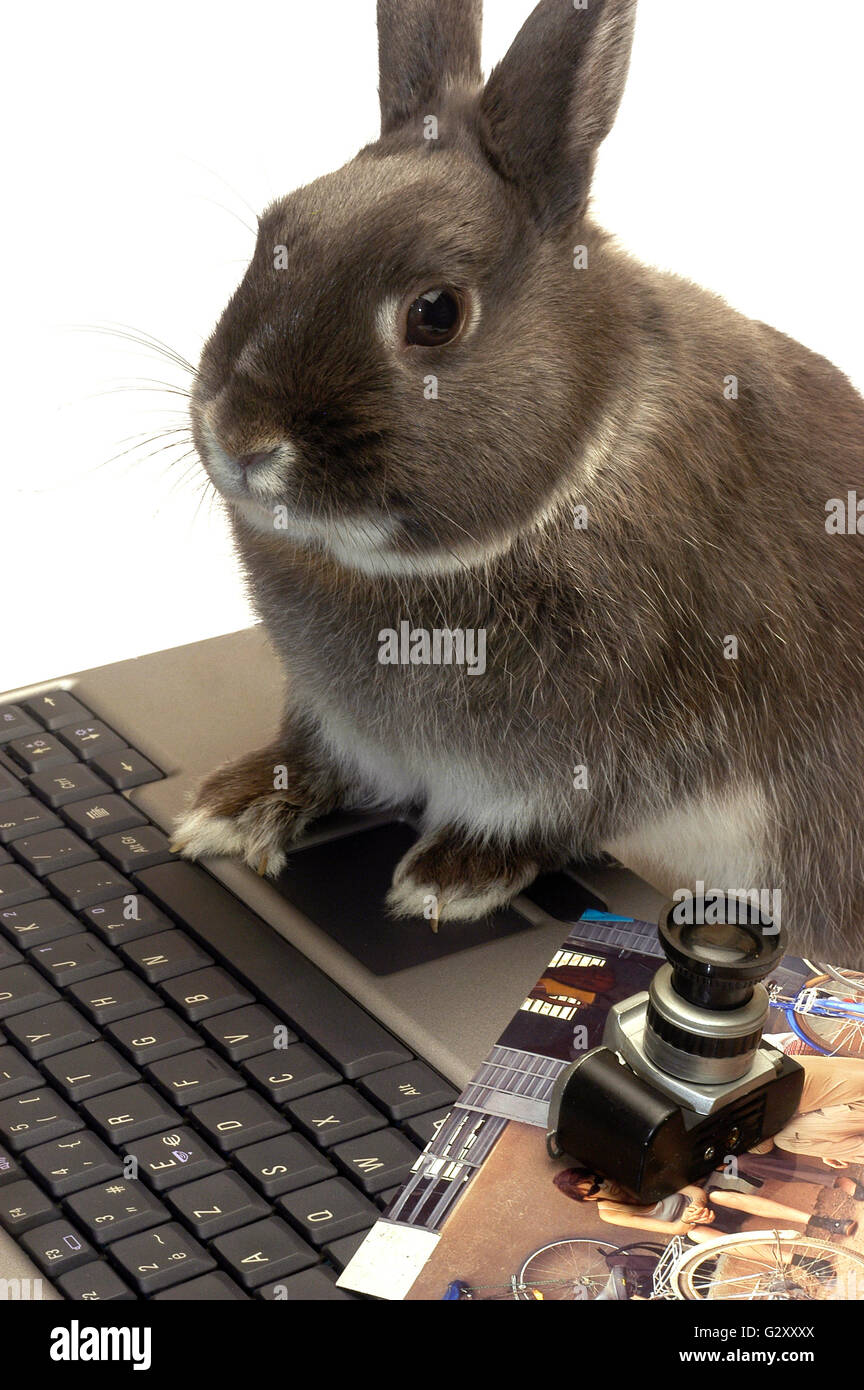 Portrait dwarf rabbit computer computer hi-res stock photography and ...