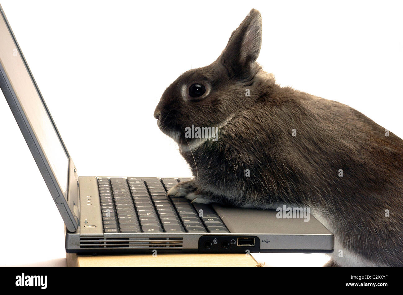 Portrait of a dwarf rabbit computer at a computer with which it works ...