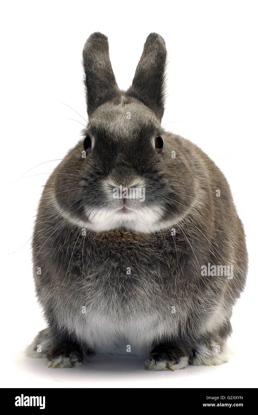 Portrait of a dwarf rabbit photographed in the studio on white ...