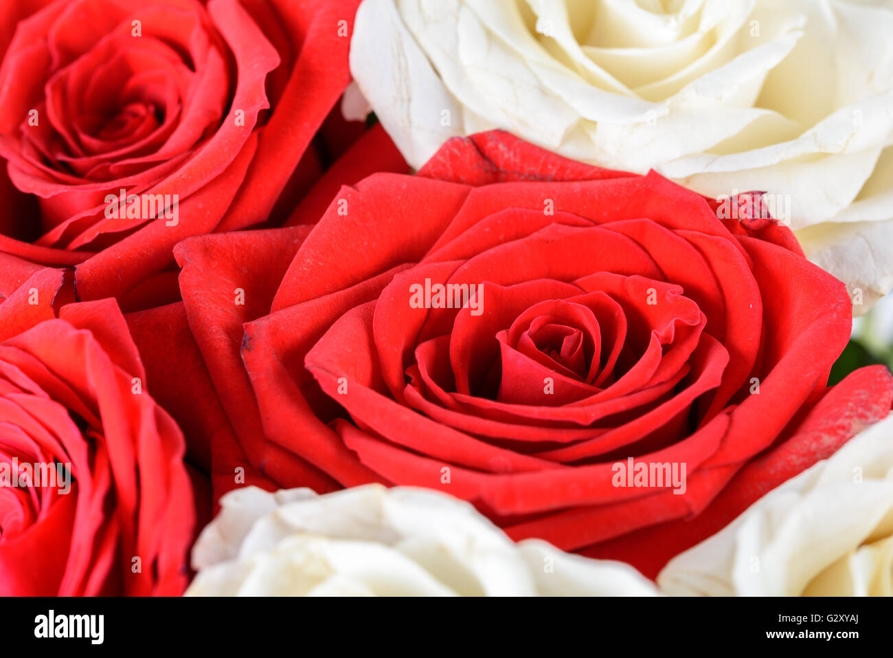 Red And White Roses Wedding Flowers Bouquet Stock Photo - Alamy