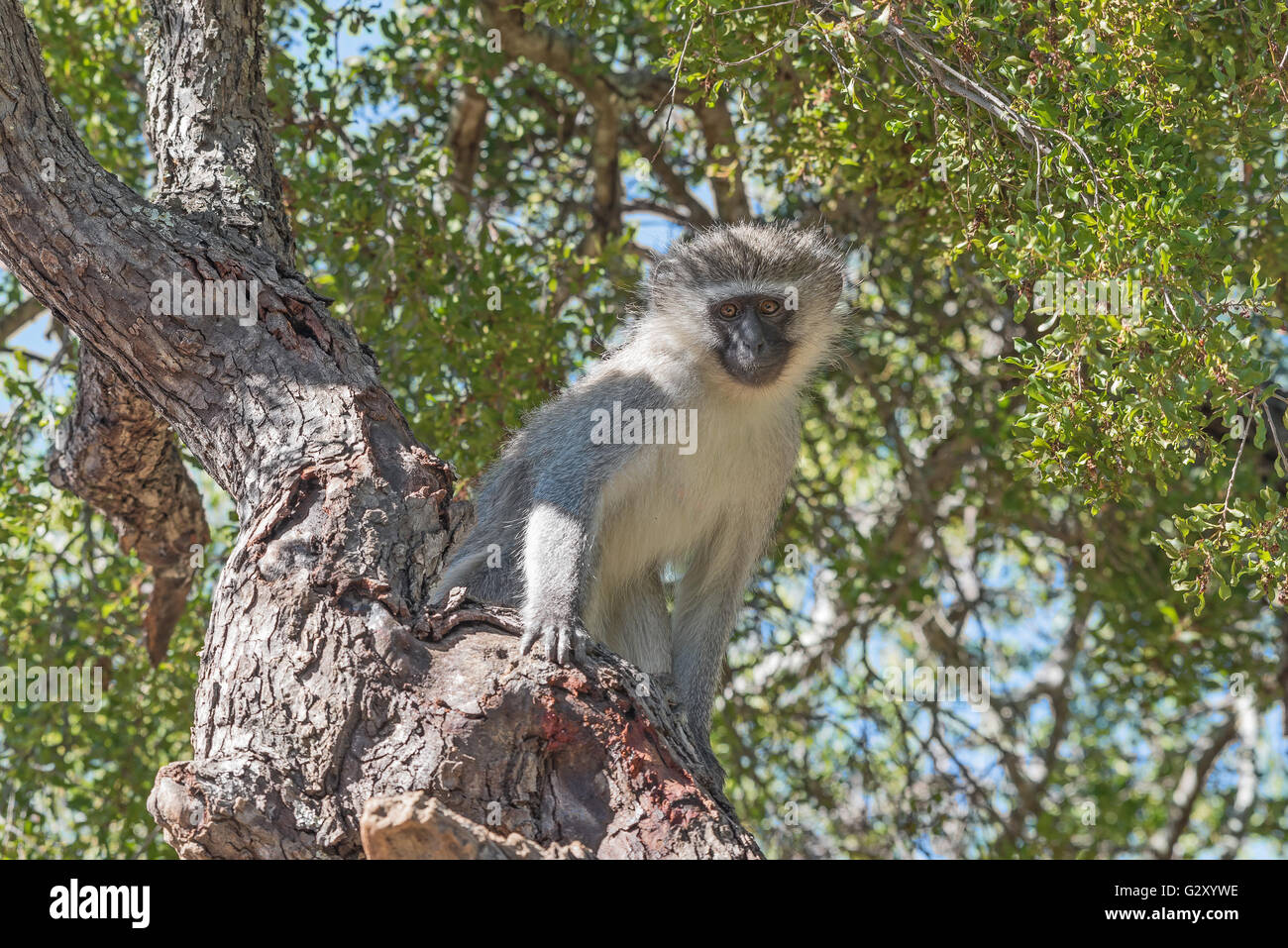 A curious vervet monkey, Chlorocebus pygerythrus, in a tree Stock Photo ...