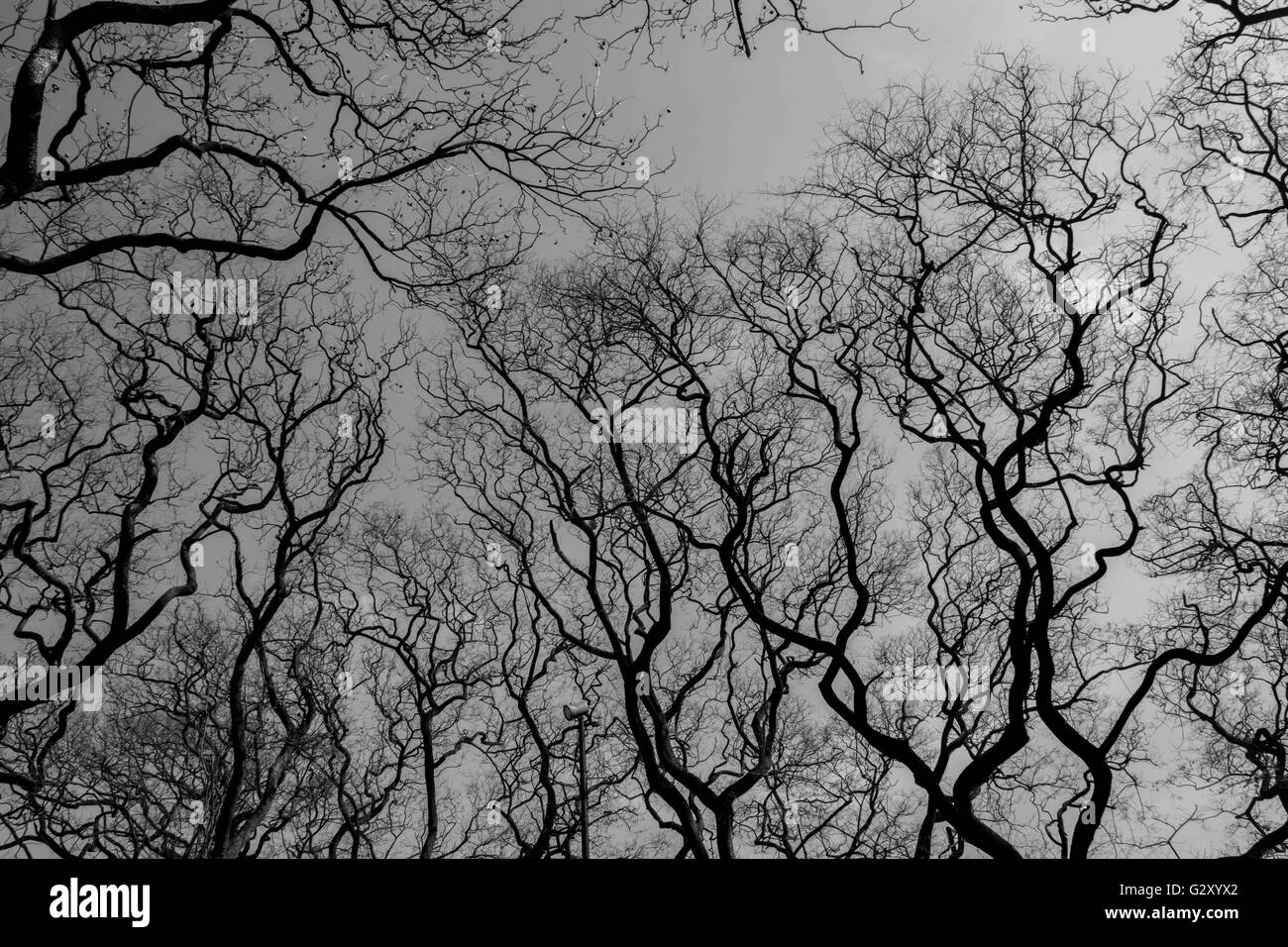 Long branches hi-res stock photography and images - Alamy