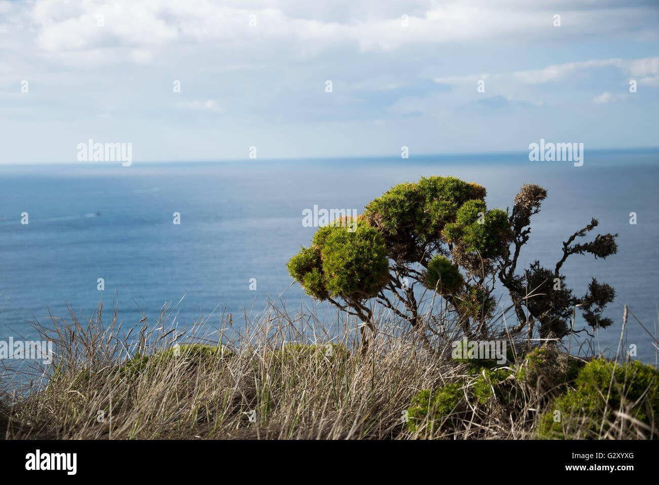 Green bush on a blue sea background Stock Photo - Alamy