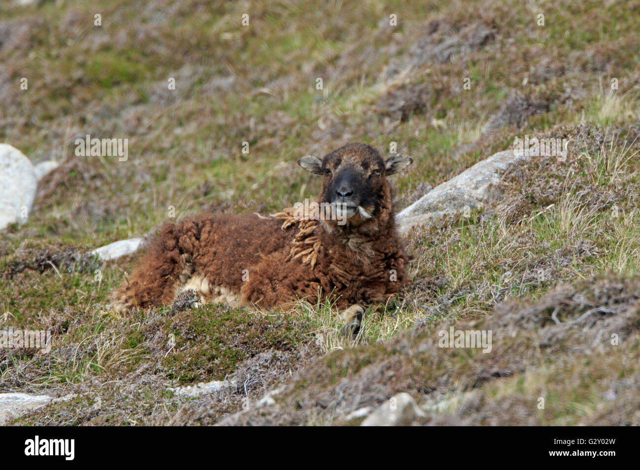 Soay sheep hi-res stock photography and images - Alamy