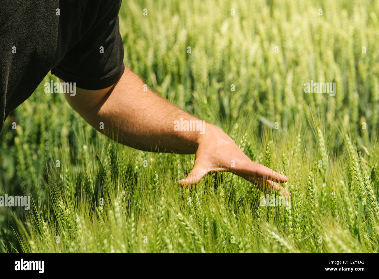 Farmer in field with crops hi-res stock photography and images - Alamy