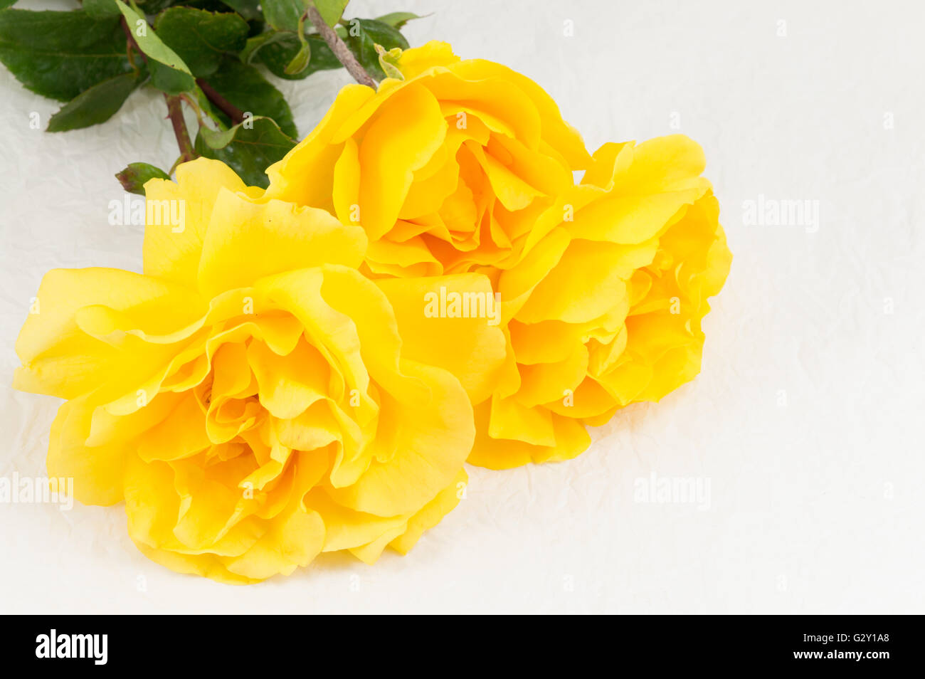 Beautiful yellow roses background hi-res stock photography and images ...