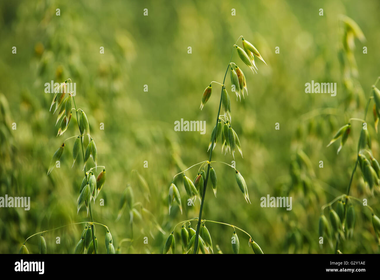 Cultivated oat hi-res stock photography and images - Alamy