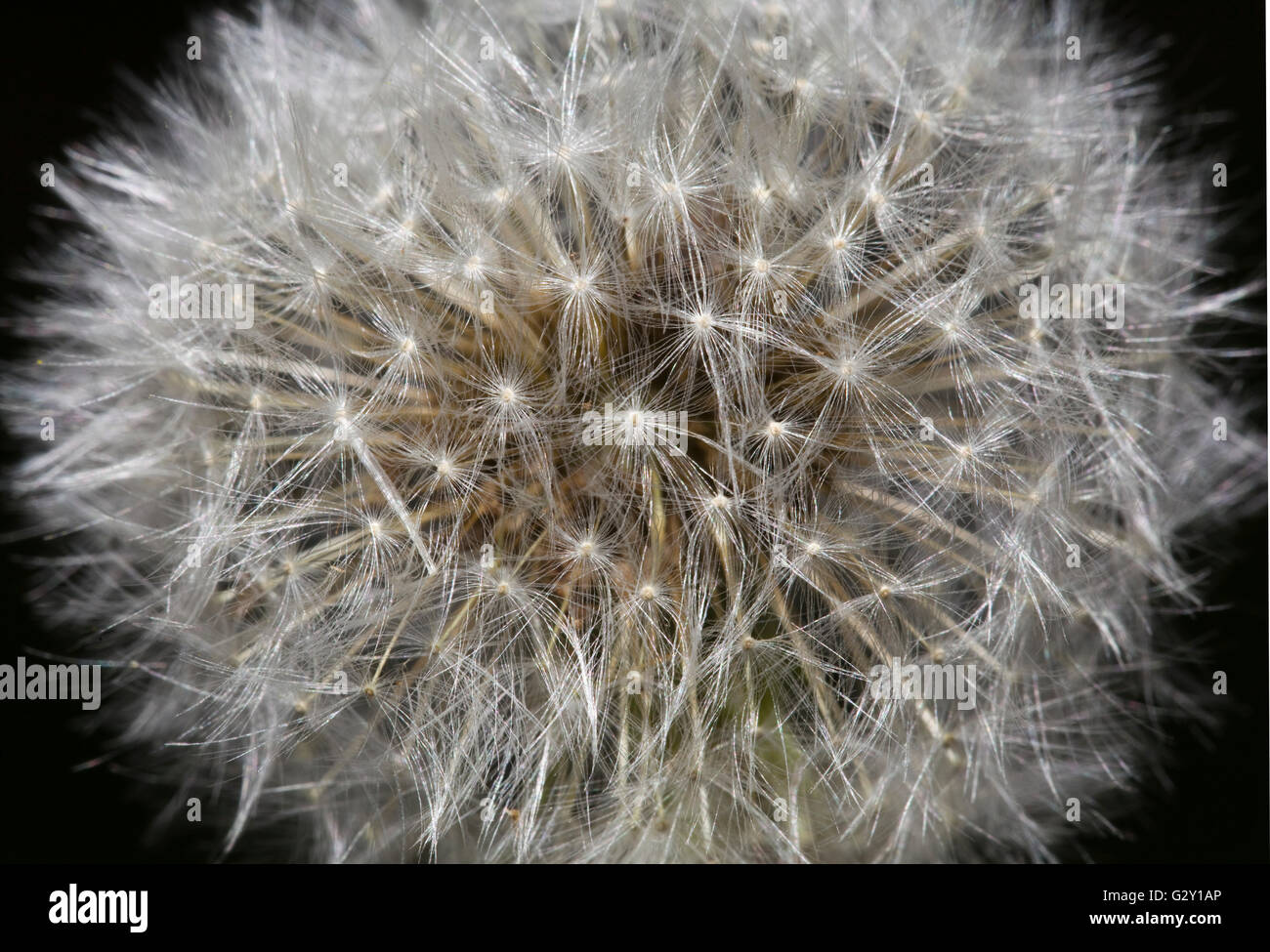 Puffball flower hi-res stock photography and images - Alamy
