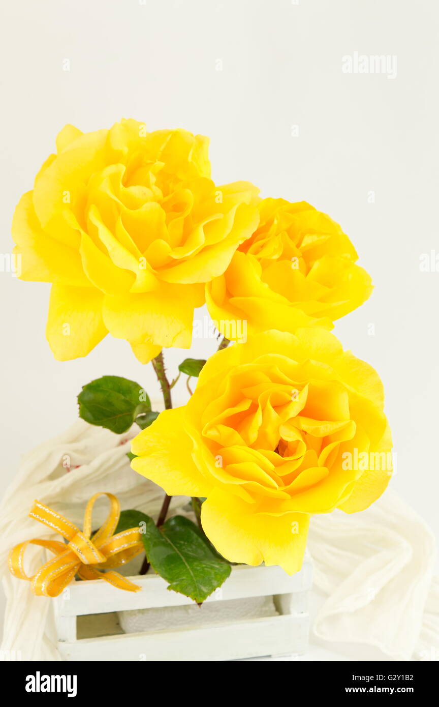 Yellow roses in full blossom placed on a table Stock Photo - Alamy