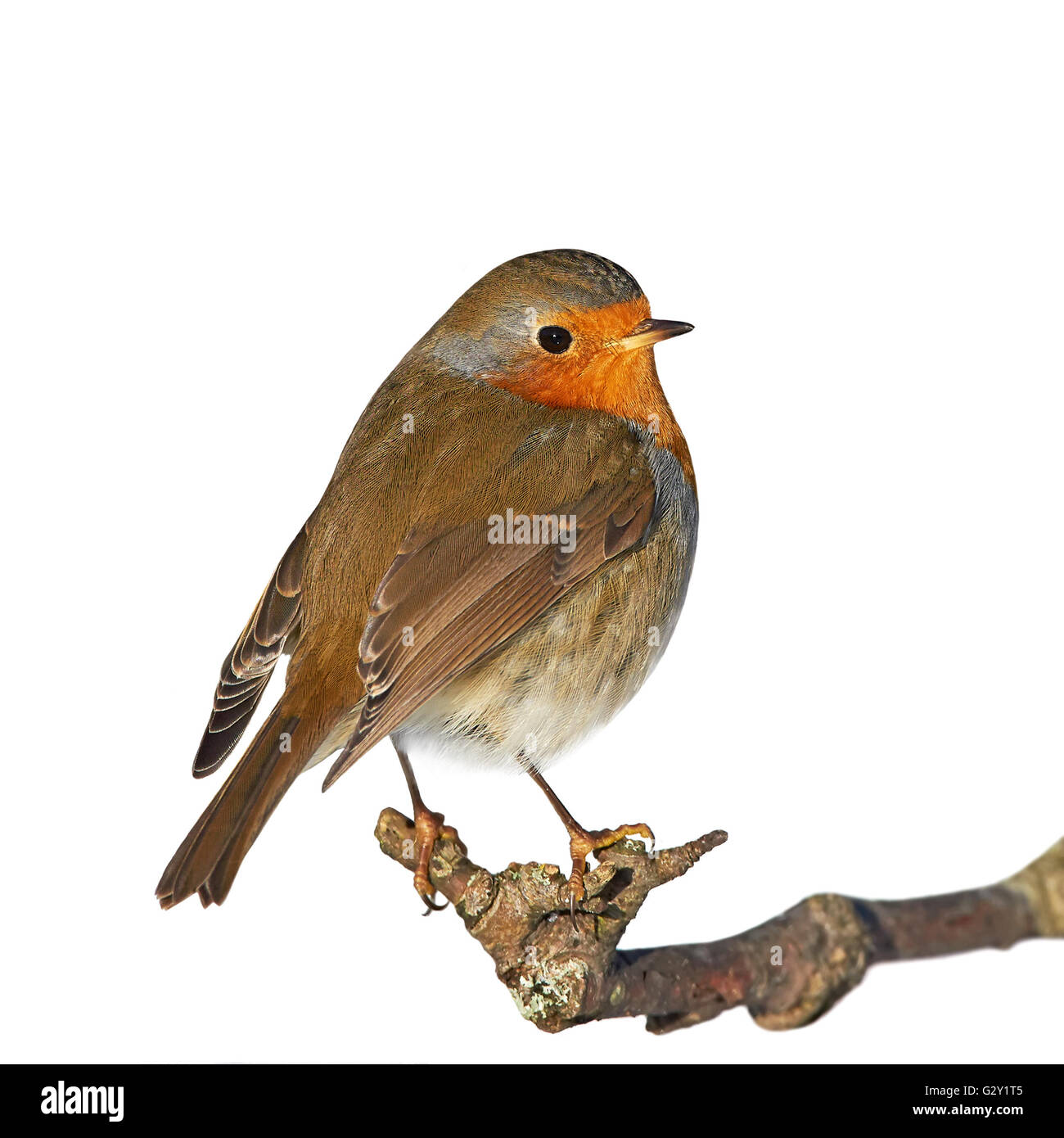 European robin sitting on a branch isolated on a white background Stock ...