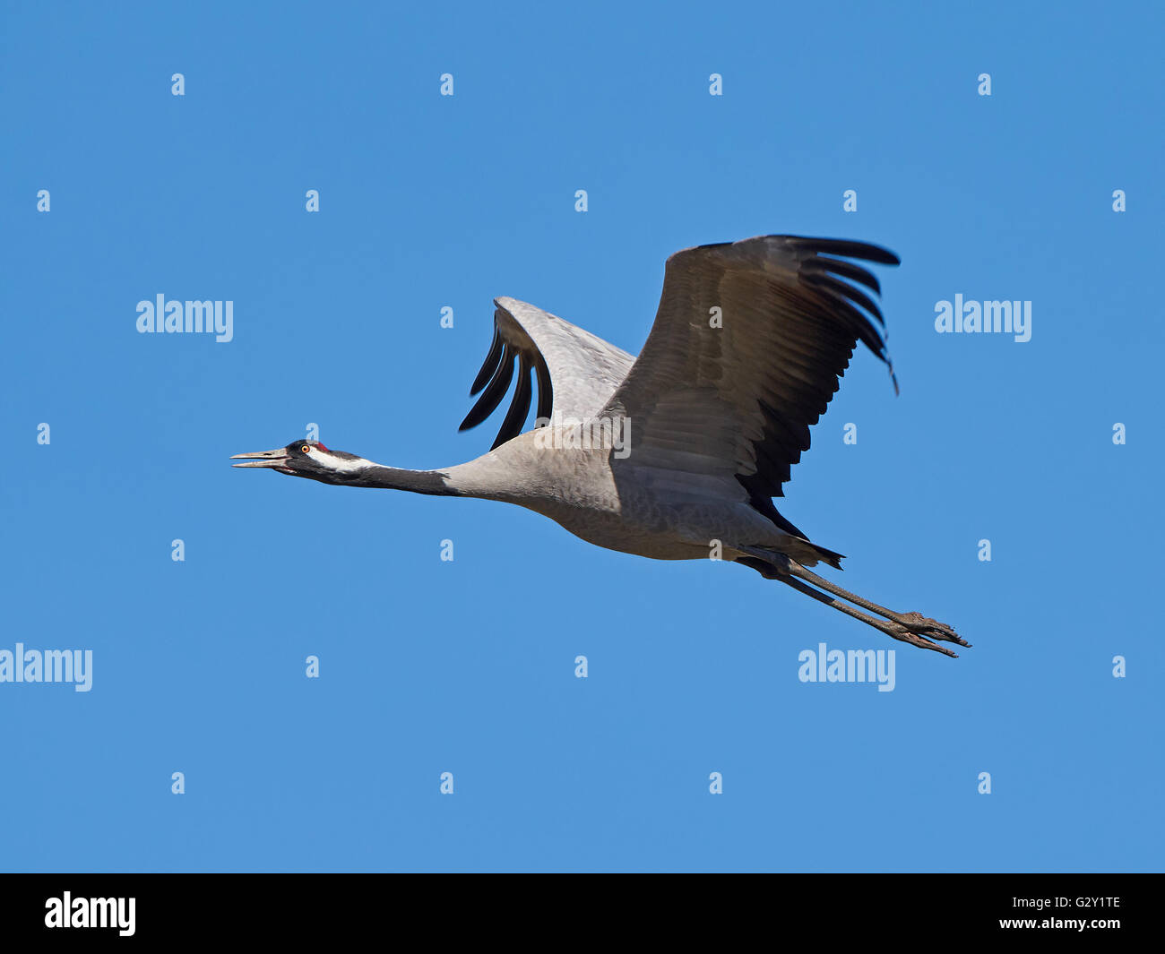 Common crane in flight with blue skies in the background Stock Photo ...