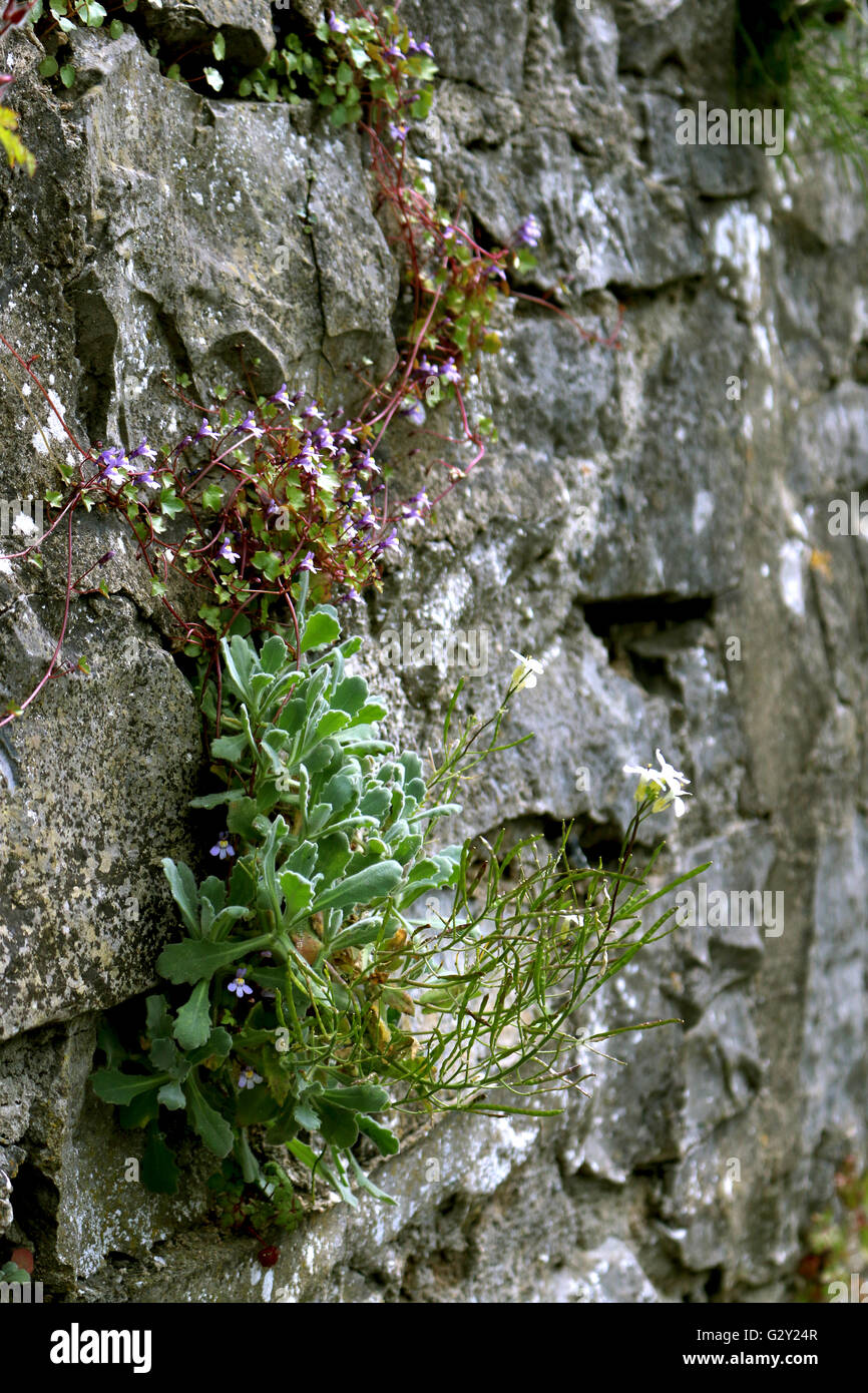 Small plants growing out of stone hi-res stock photography and images ...