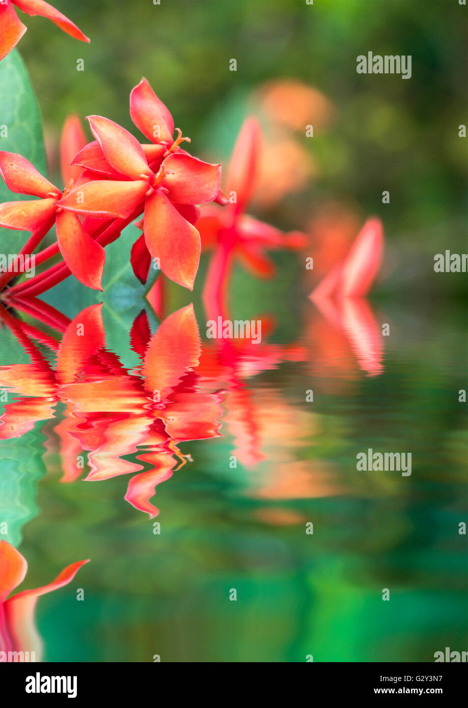 Ixora is a genus of flowering plants in the Rubiaceae family Stock ...