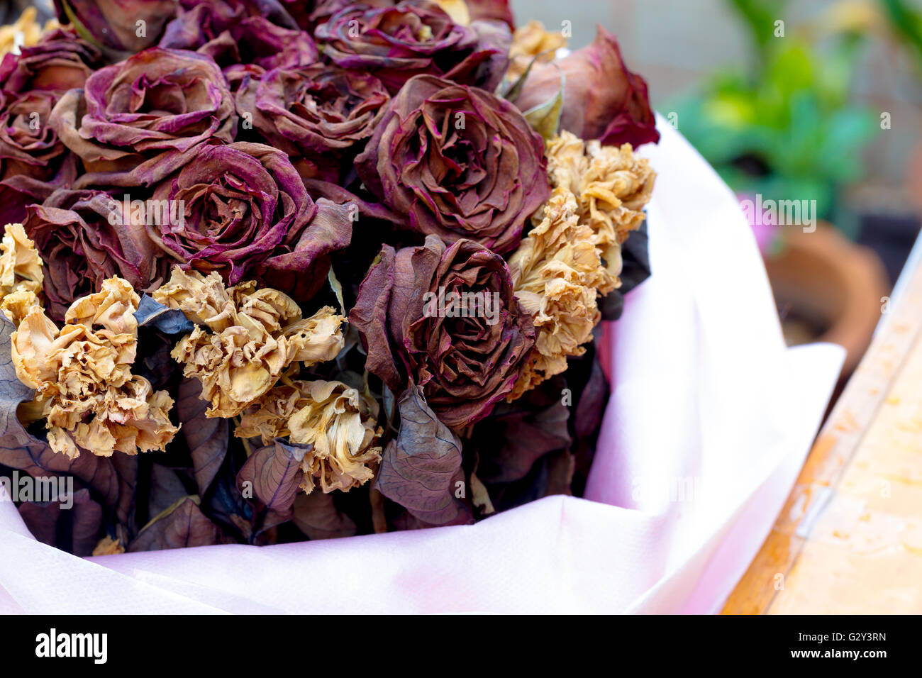 Beau rose hi-res stock photography and images - Alamy