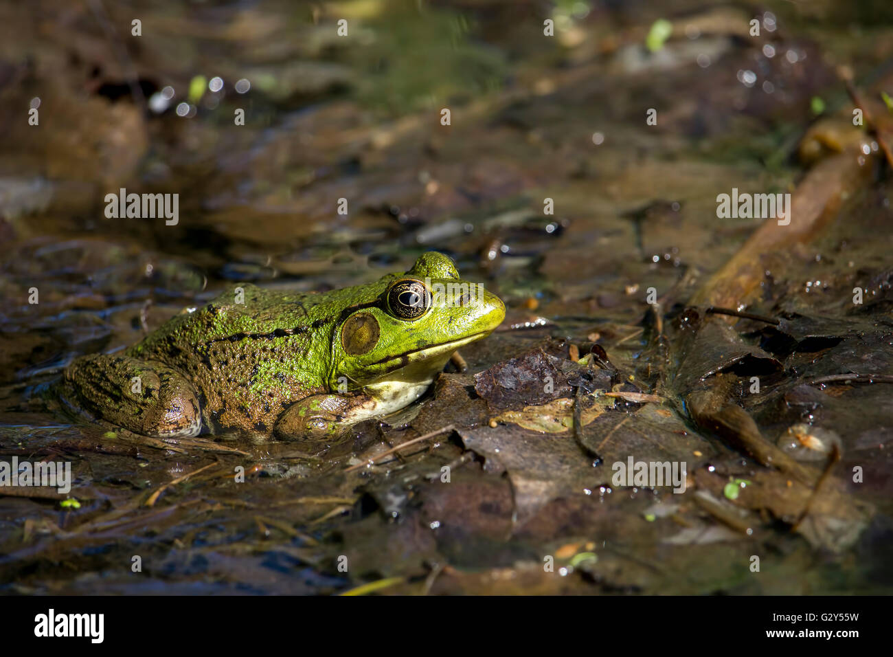 Sad Frog High Resolution Stock Photography and Images - Alamy