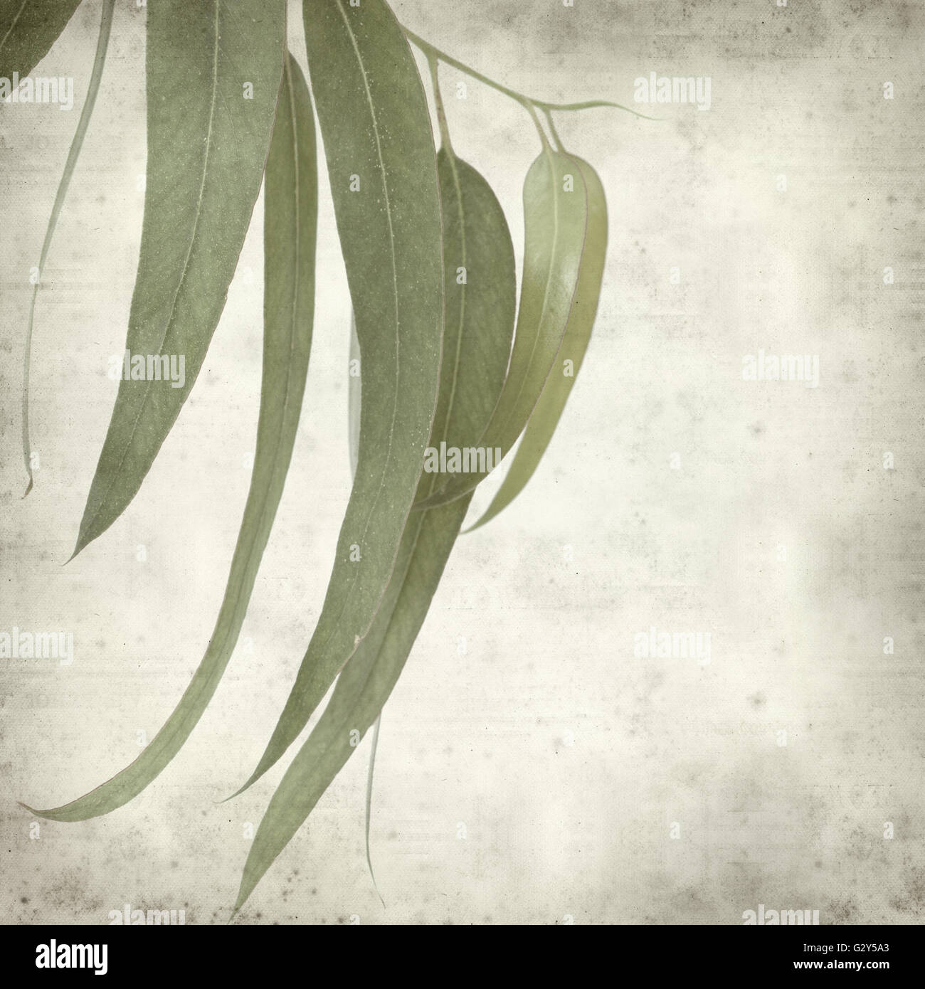 textured old paper background with eucalyptus tree leaves Stock Photo ...