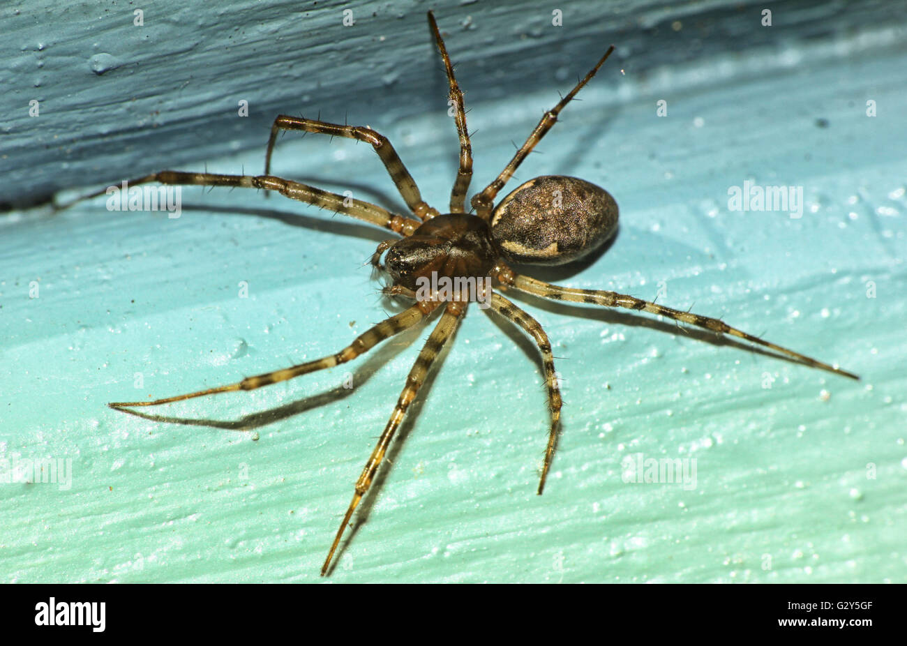 common uk garden spider closeup macro in the sunshine Stock Photo - Alamy