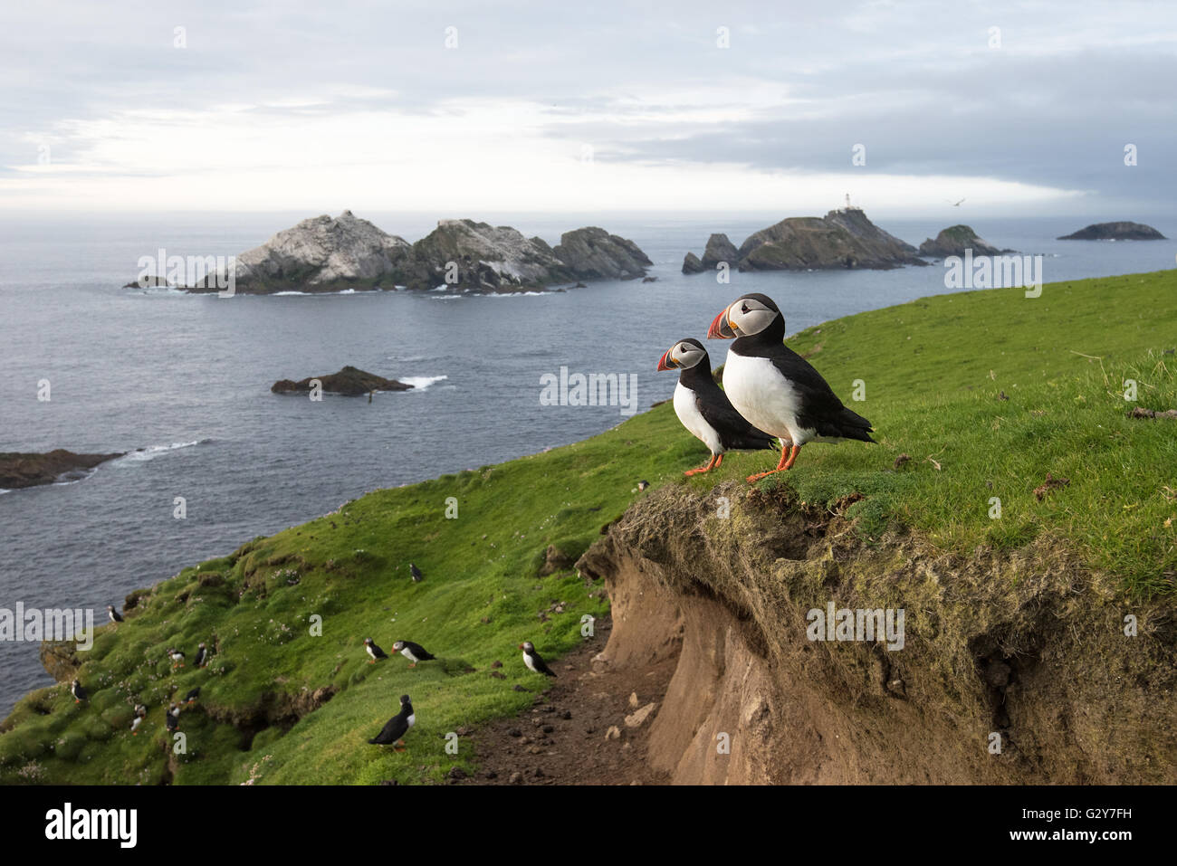 Puffins at RSPB Hermaness, Unst, Shetland, Scotland Stock Photo - Alamy