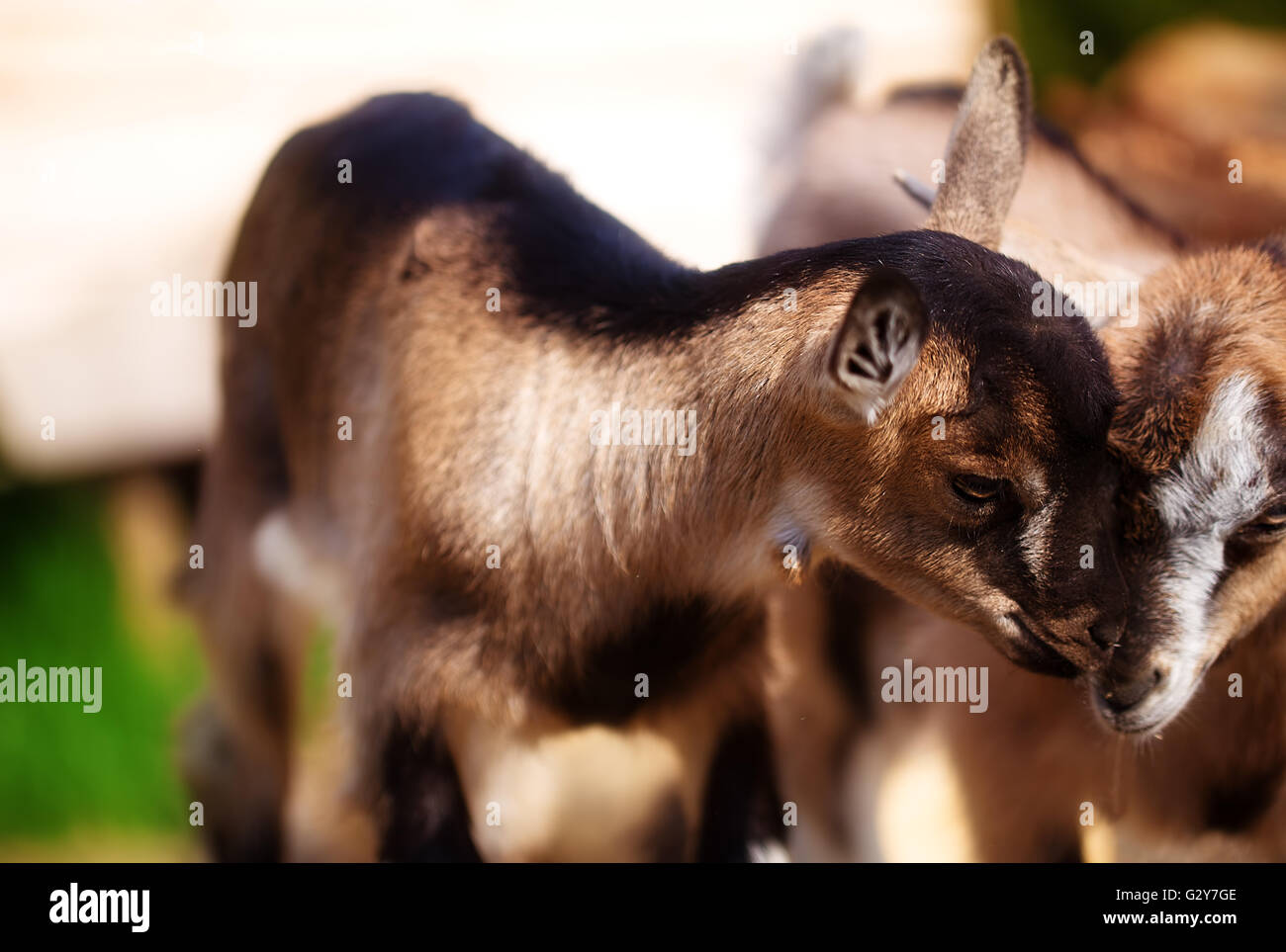 two young kid goat on blur background Stock Photo - Alamy