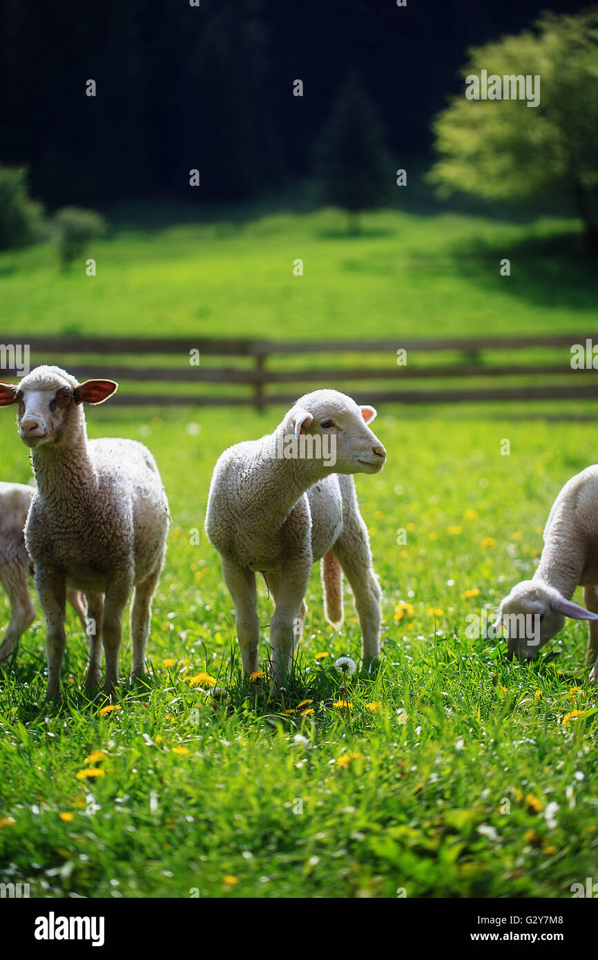 Little lambs grazing on a beautiful green meadow with dandelion Stock ...