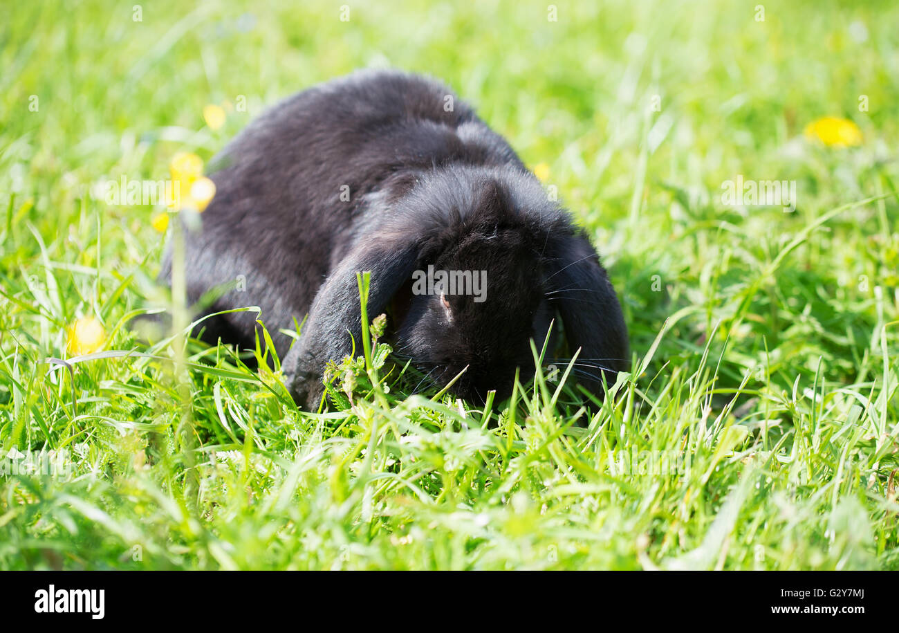 Rabbit on the green grass with yellow flower Stock Photo - Alamy