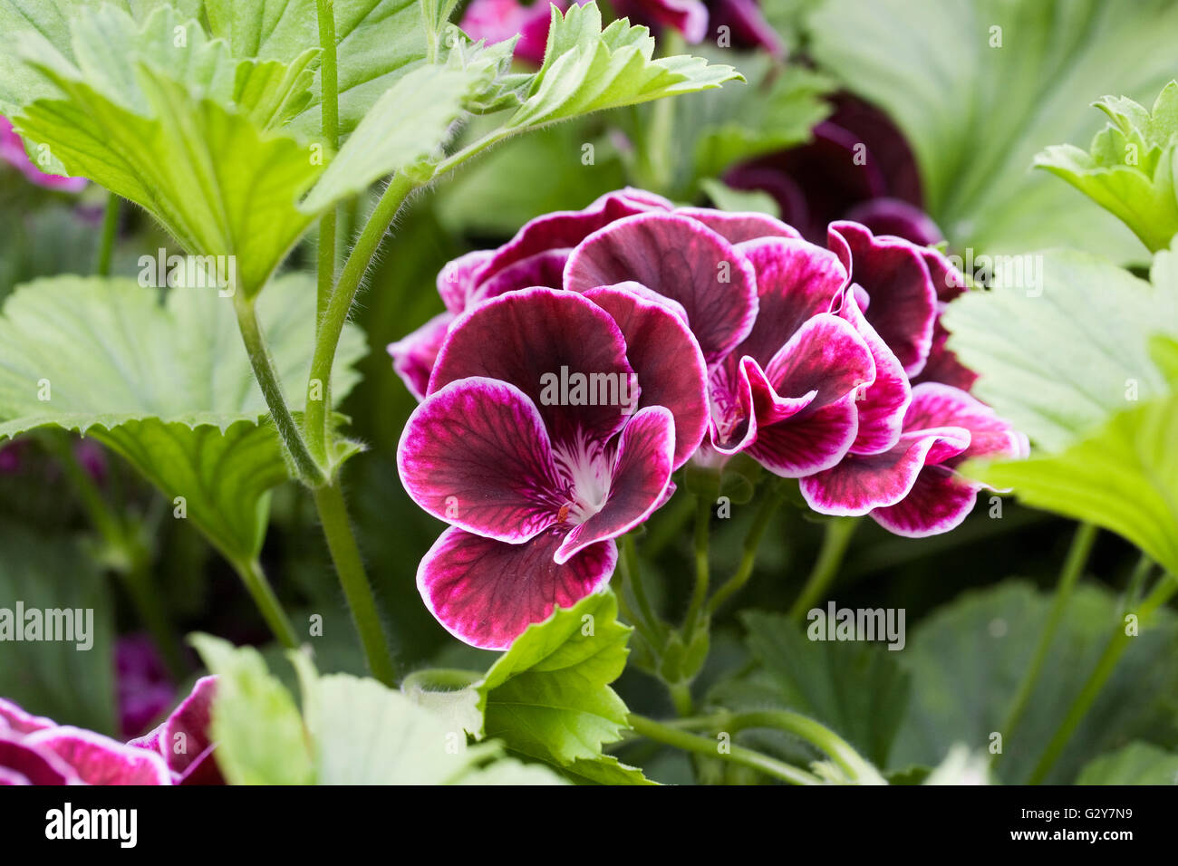 Half bloom prince hi-res stock photography and images - Alamy