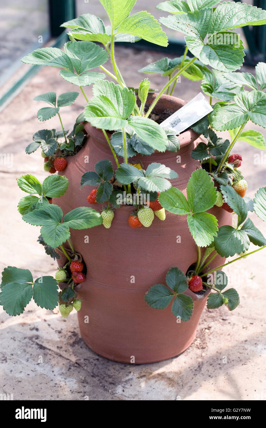 Fragaria hi-res stock photography and images - Alamy