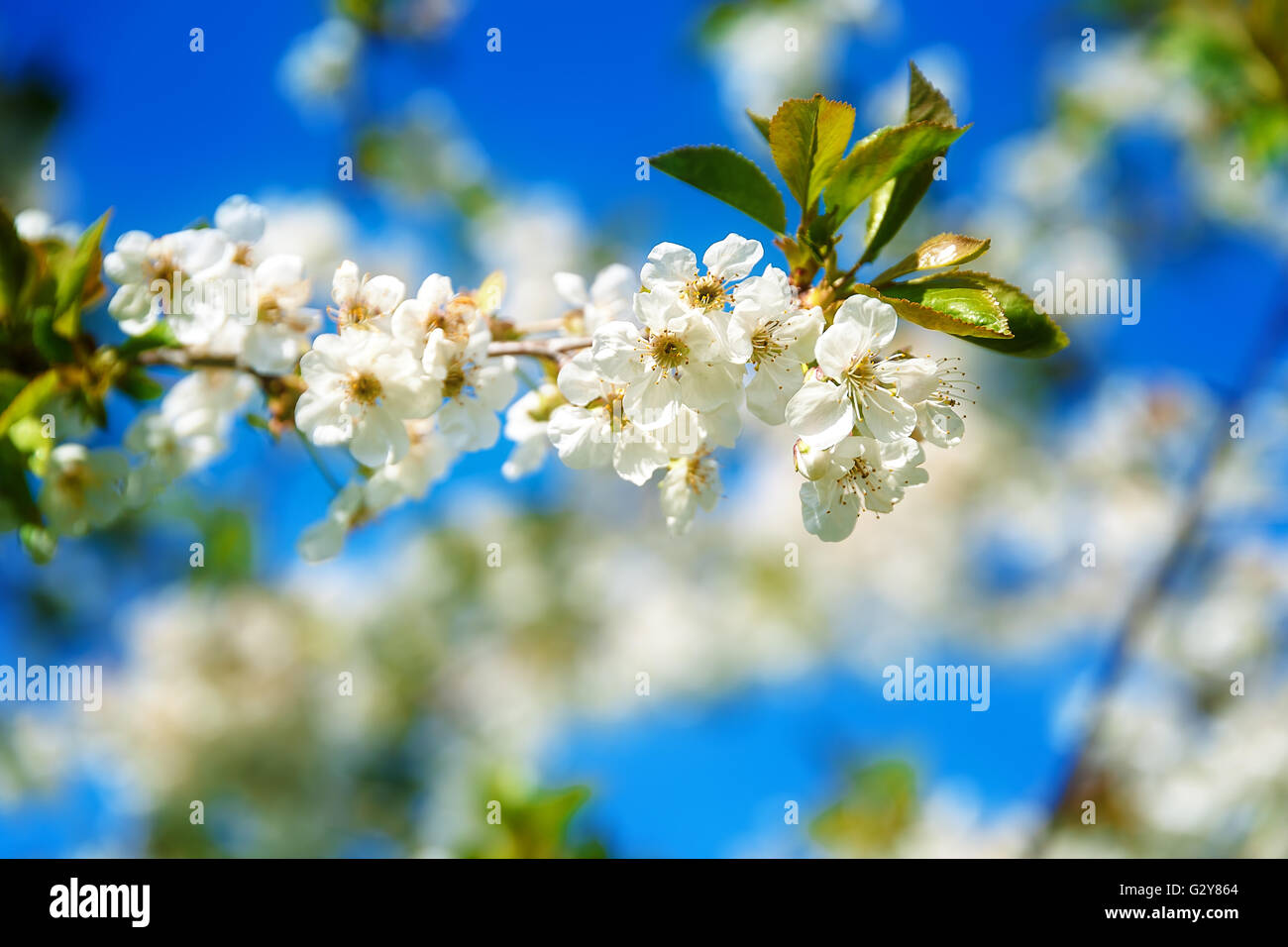 Beautiful apple flower and blue sky on background Stock Photo - Alamy