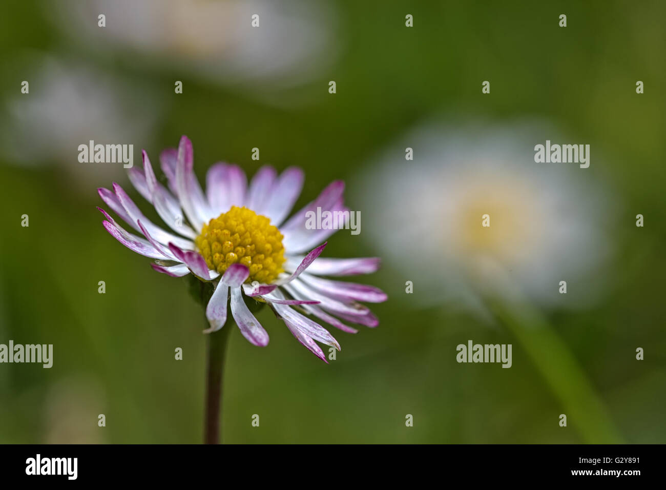 Spring flower Daisy extreme macro shot in a field of daisies Stock ...