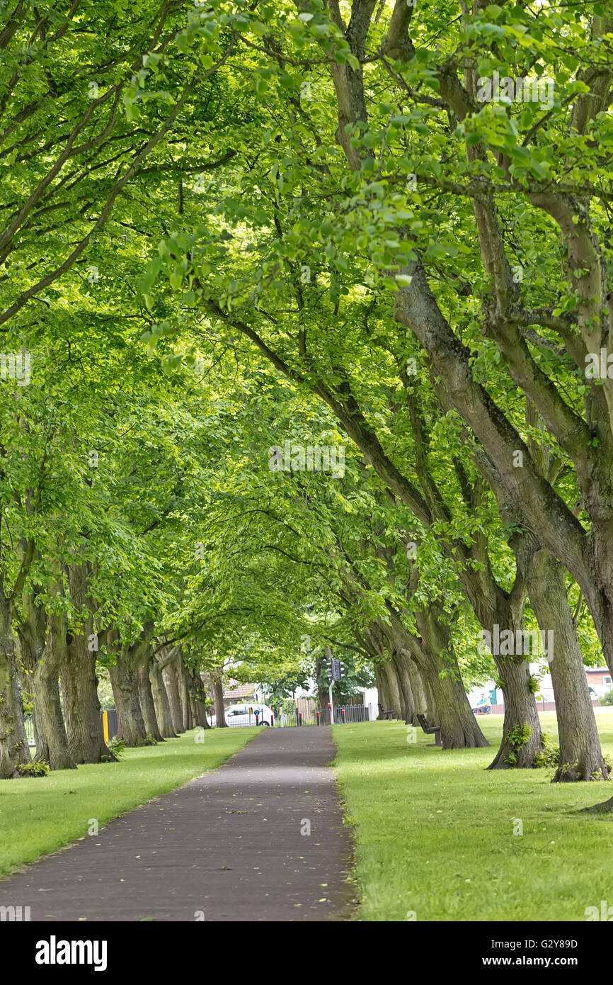 walkway footpath in the parc with trees and field flowers as buttercups ...