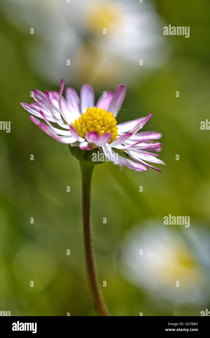 Close up shot yellow daisies field hi-res stock photography and images ...