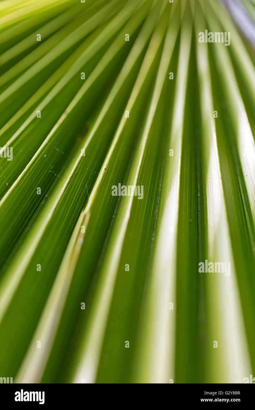 Texture of Green palm Leaf Stock Photo - Alamy