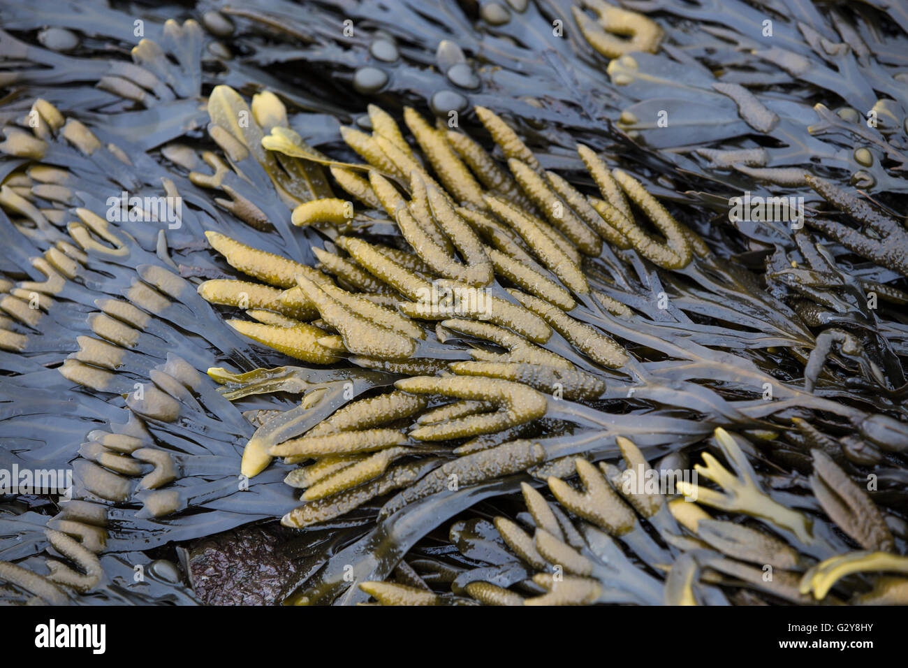 Seaweed pods hi-res stock photography and images - Alamy