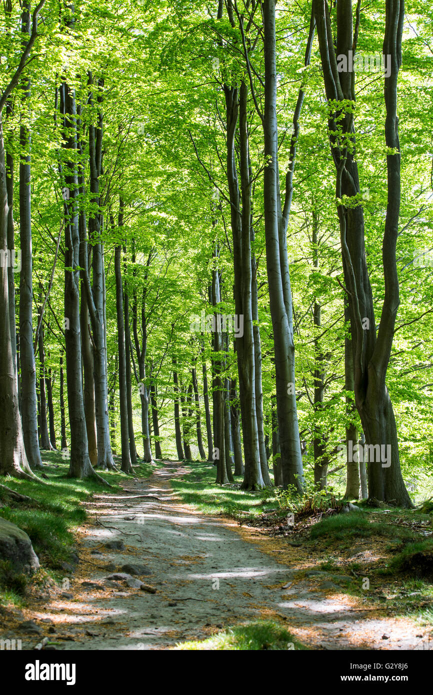 Beautiful green forest with fresh spring leaves Stock Photo - Alamy