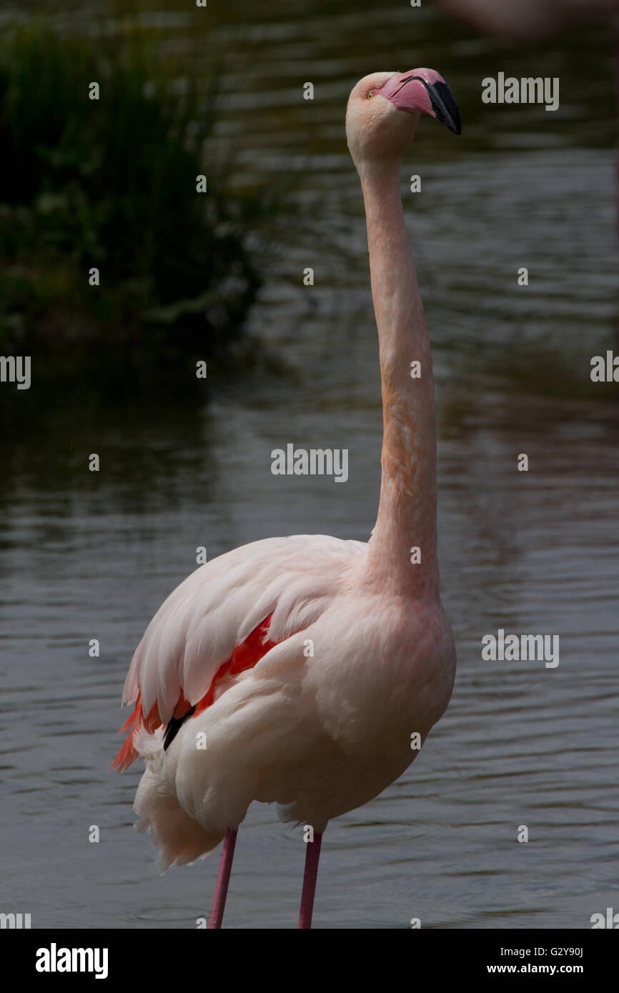 a captive greater flamingo standing in water Stock Photo - Alamy