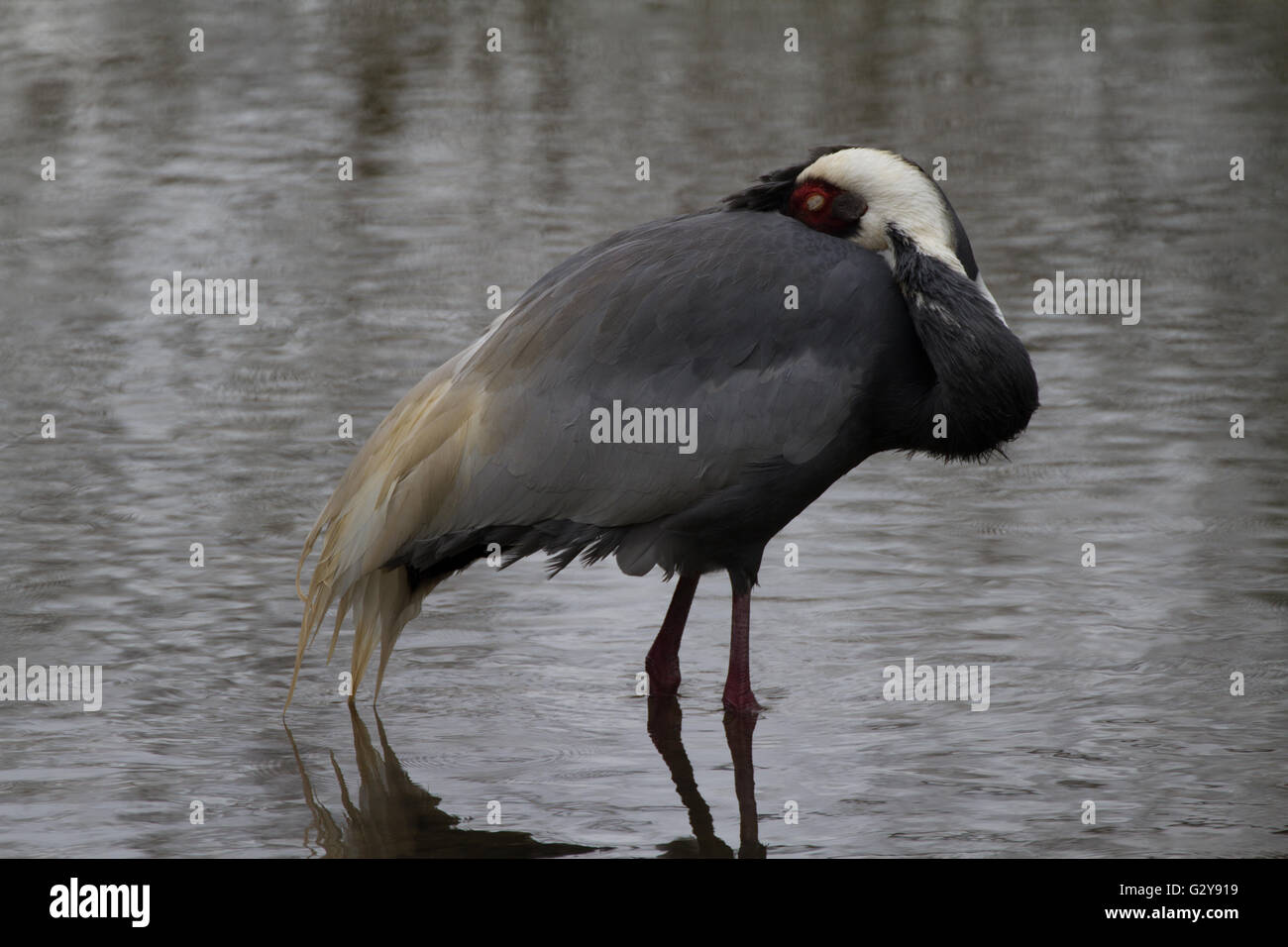 a white naped crane sleeping in water captive Stock Photo - Alamy
