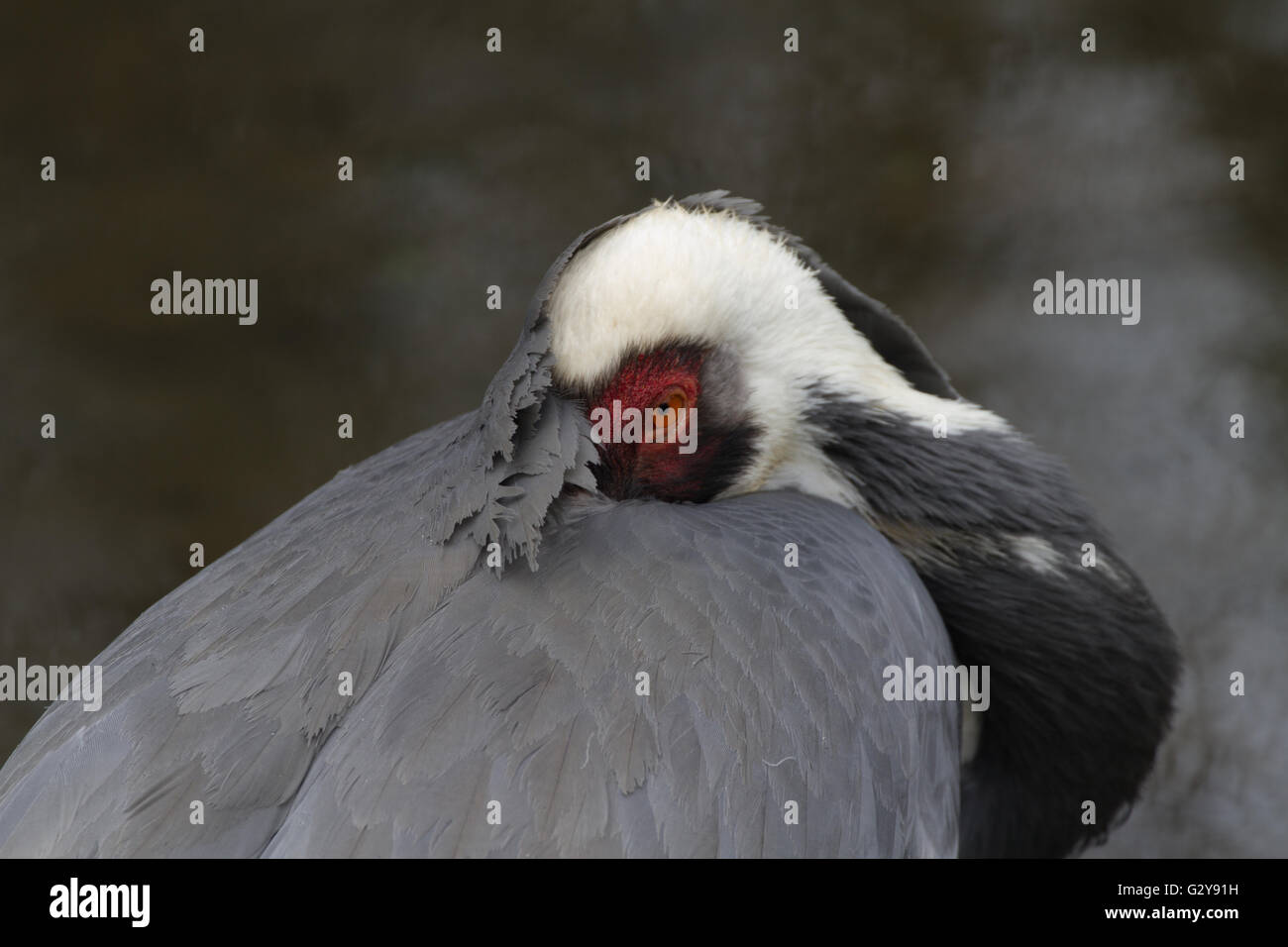 Sleeping crane hi-res stock photography and images - Alamy