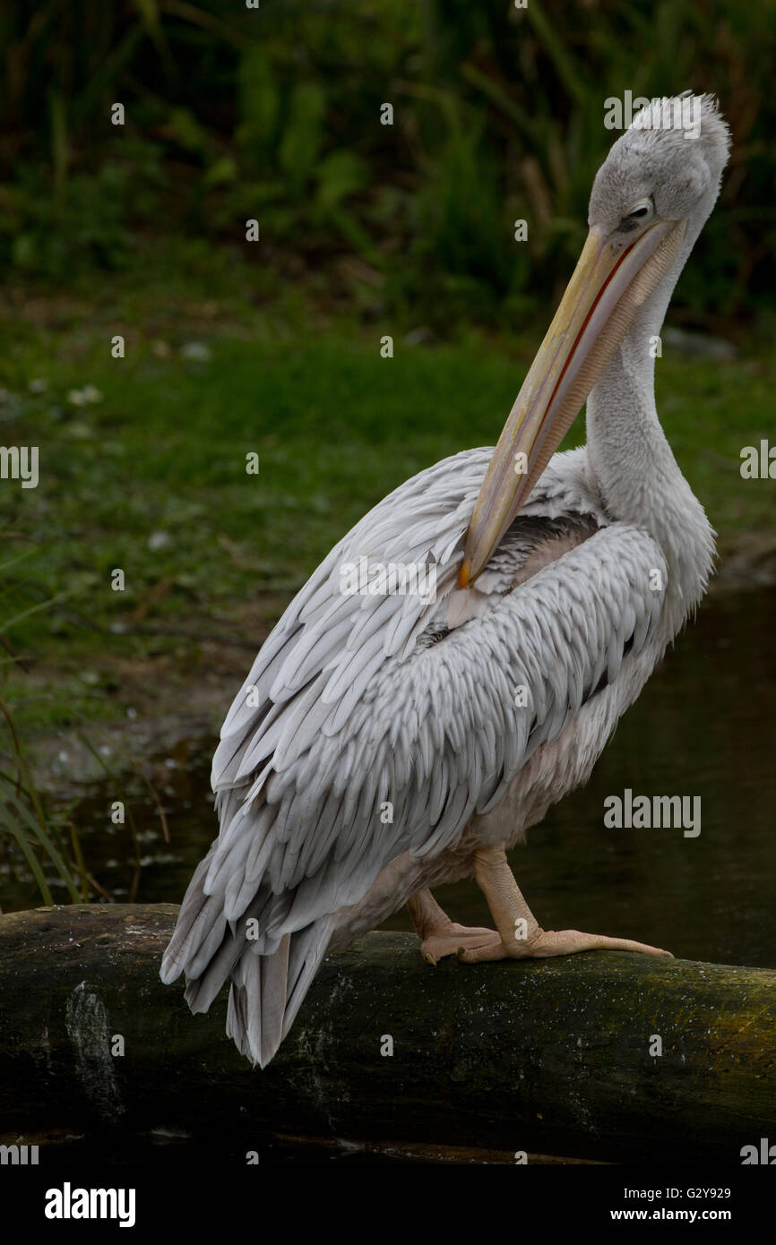 Pink Backed Pelican Pelecanus rufescens captive UK Stock Photo - Alamy
