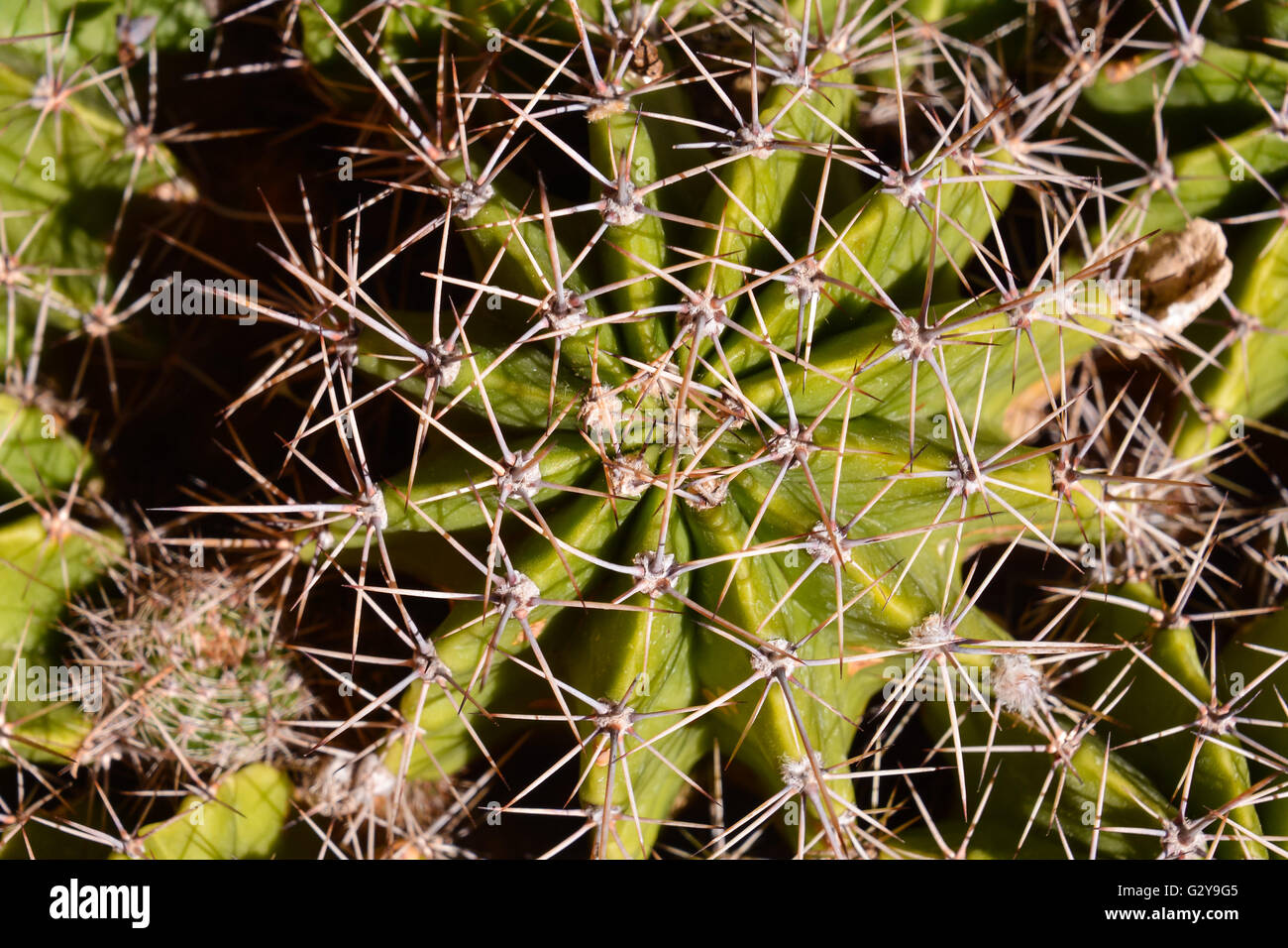 Cactus Texture Background Stock Photo - Alamy