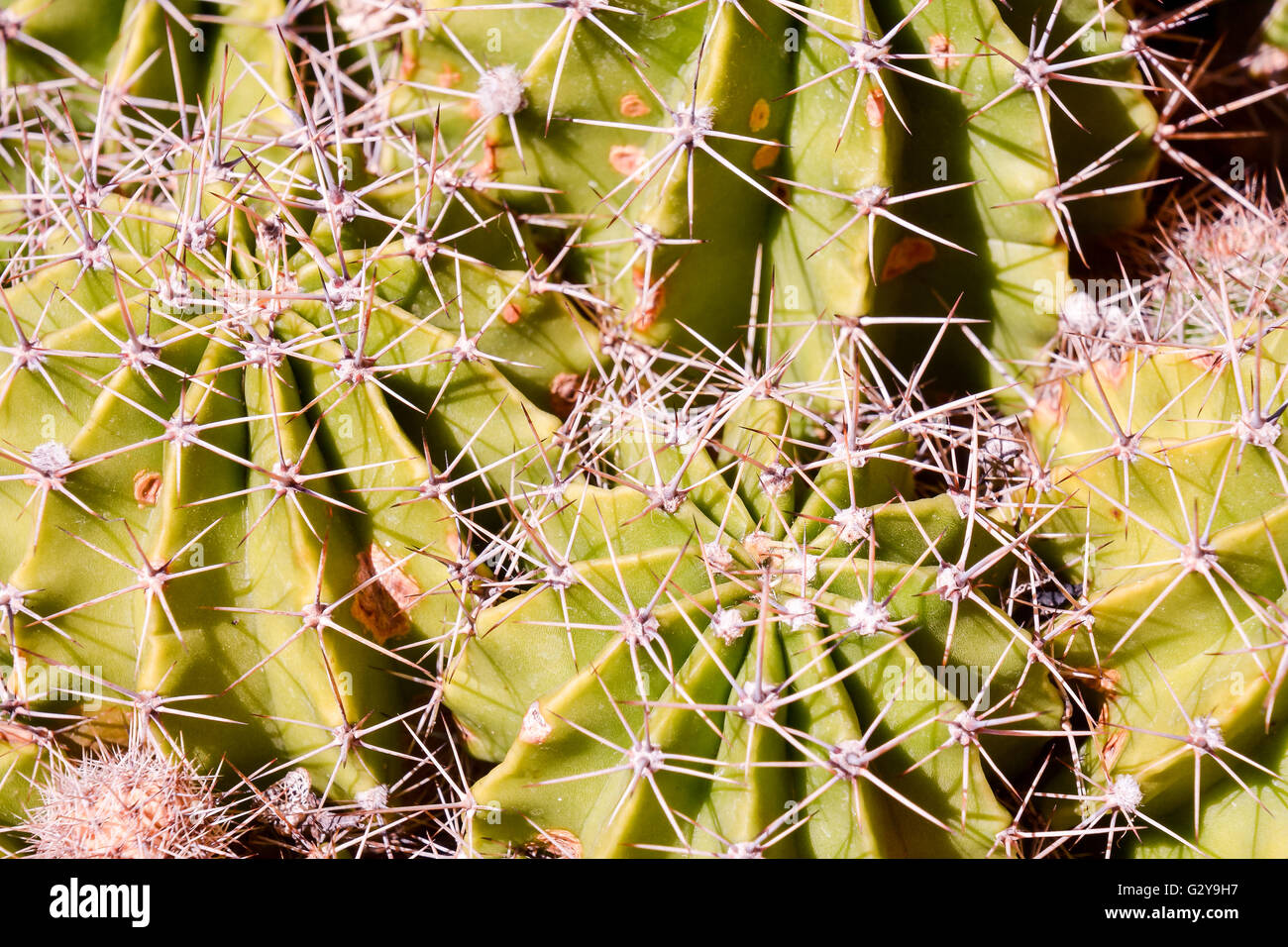 Cactus Texture Background Stock Photo - Alamy