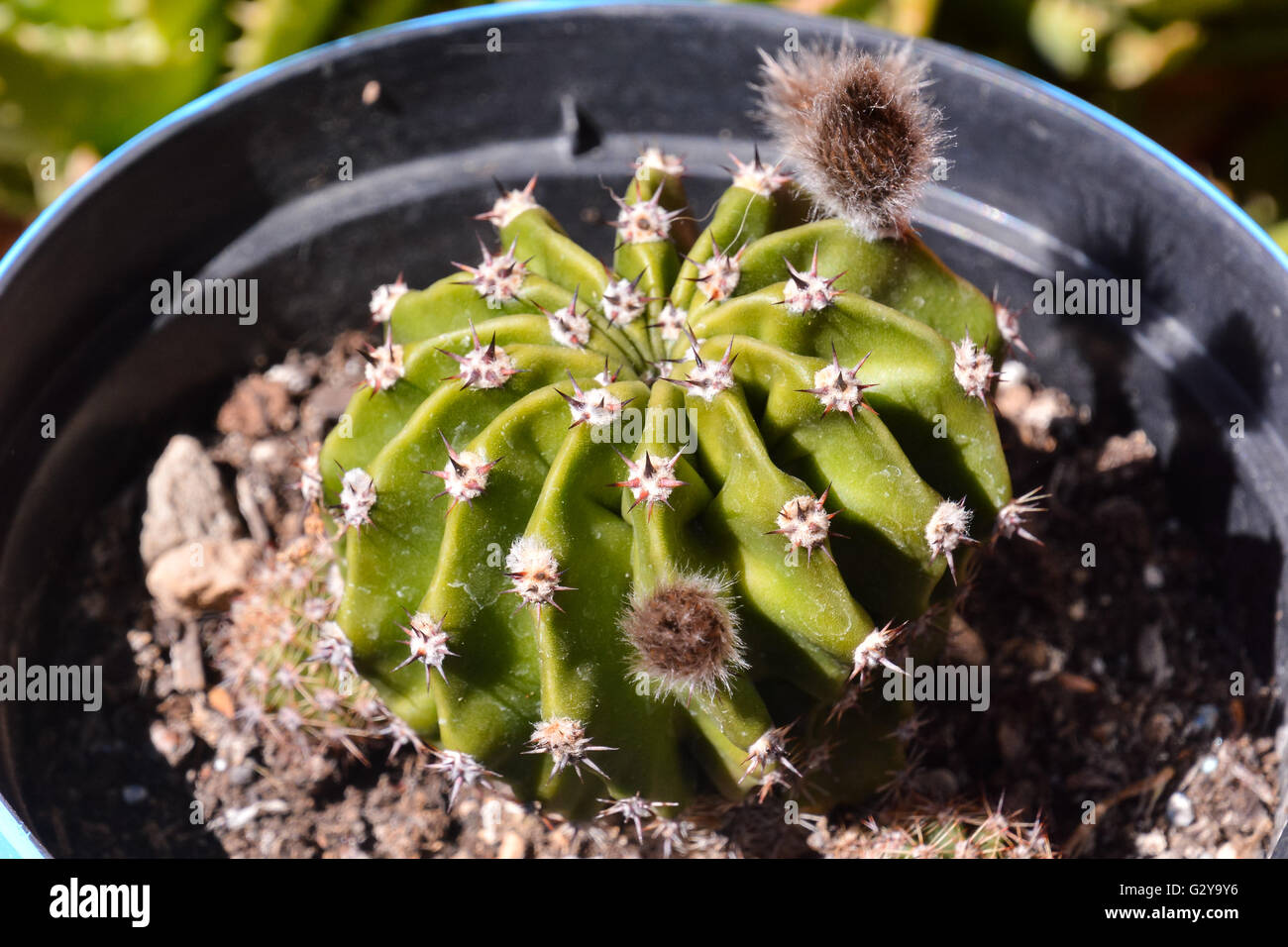 Cactus Texture Background Stock Photo - Alamy