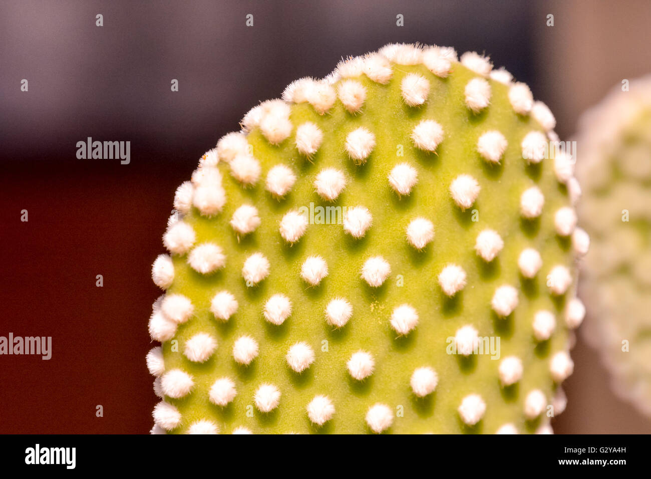 Cactus Texture Background Stock Photo - Alamy