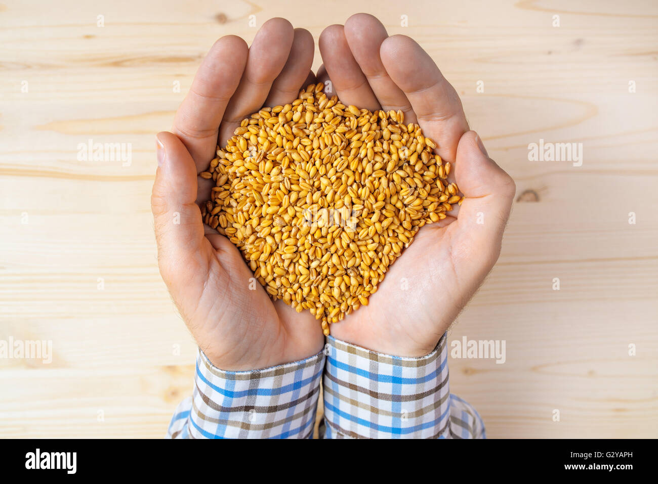 Handful of wheat hi-res stock photography and images - Alamy