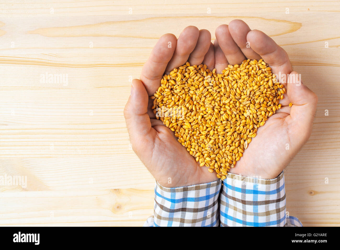 Handful of harvested wheat grains heart-shaped pile, top view of adult ...